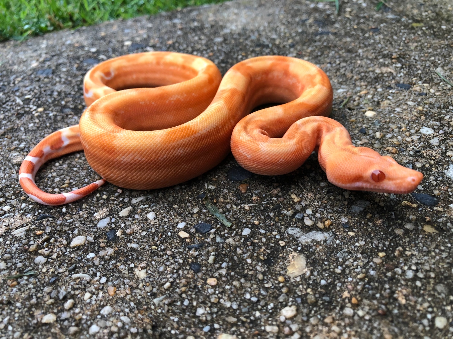 Sun Dragon Boa Constrictor by KL Constrictors - MorphMarket