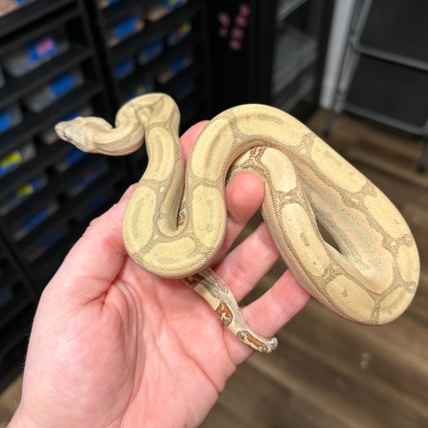 KL Constrictors - MorphMarket