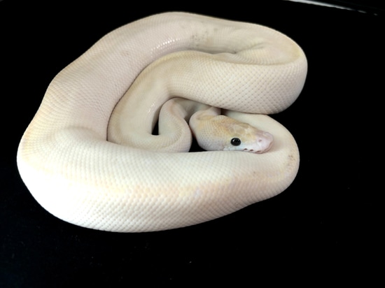 Ivory Clown Het SK Axanthic Ball Python by KL Constrictors