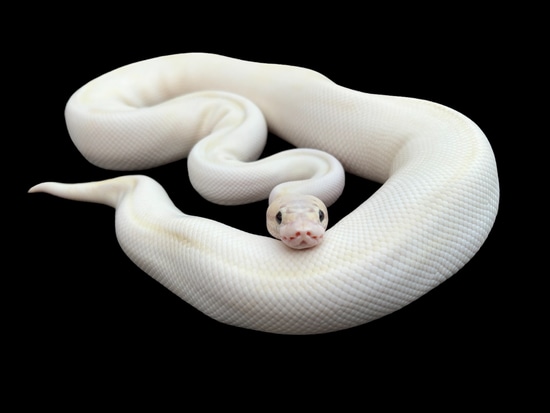 Ivory Het SK Axanthic Pos Het Clown Ball Python by KL Constrictors