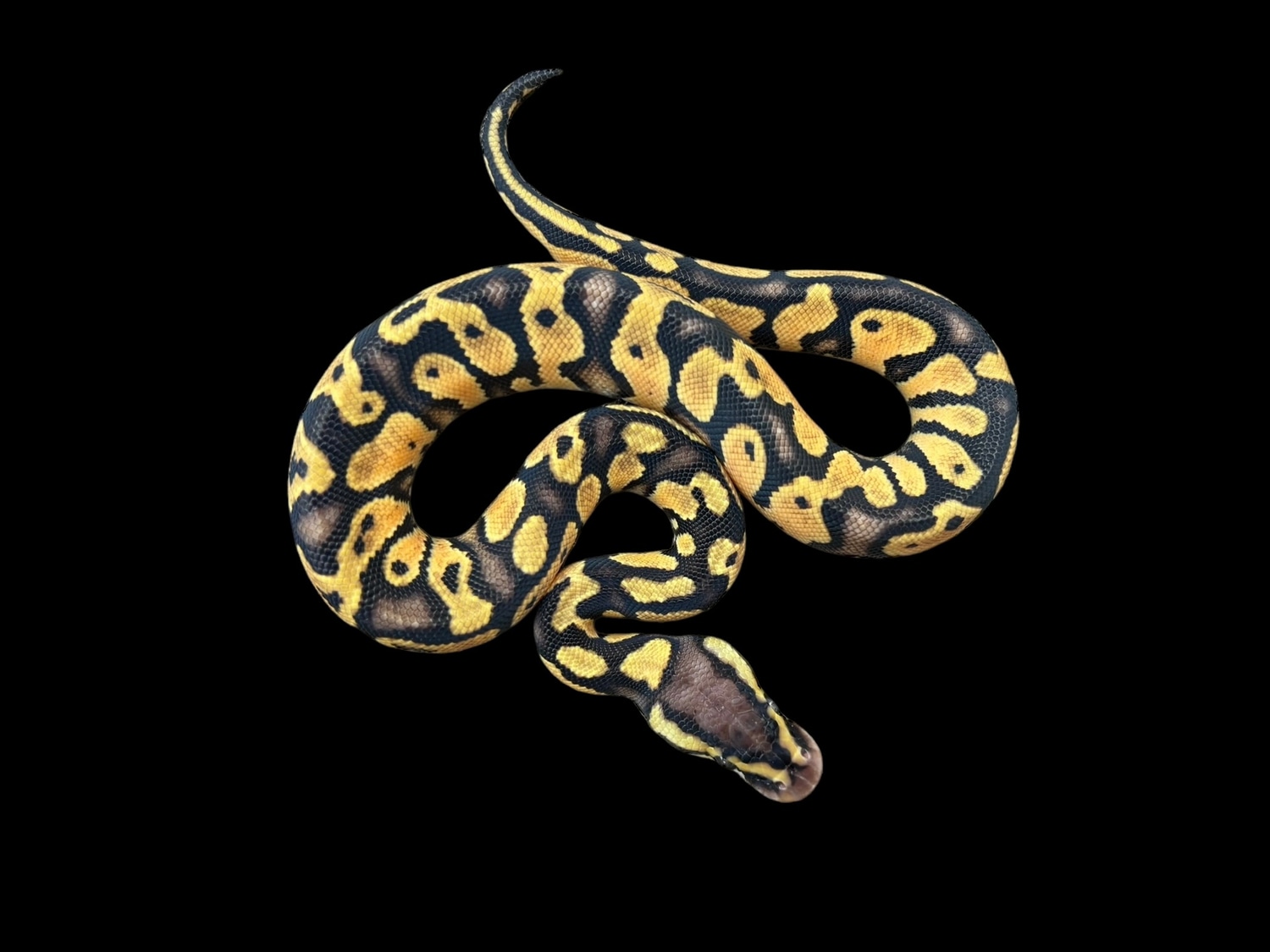 Pastel Yellow Belly het Tsk axanthic