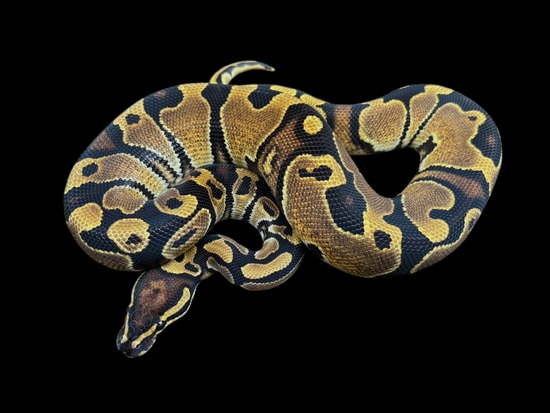 Triple Het Zebra Hypo Pied Ball Python by KL Constrictors