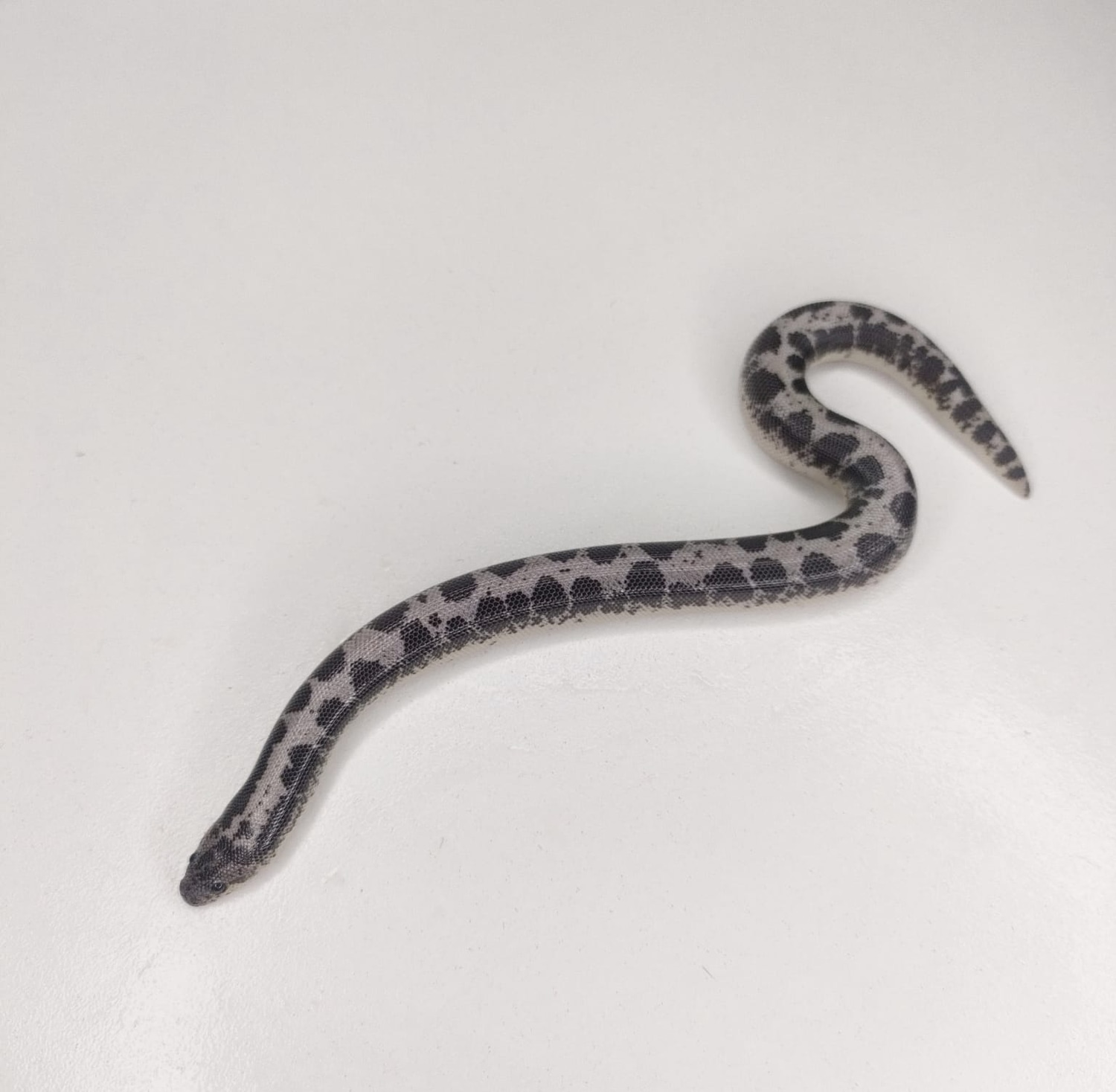 Sand Boas X2 Kenyan Sand Boa by Mad Hatter Exotics - MorphMarket