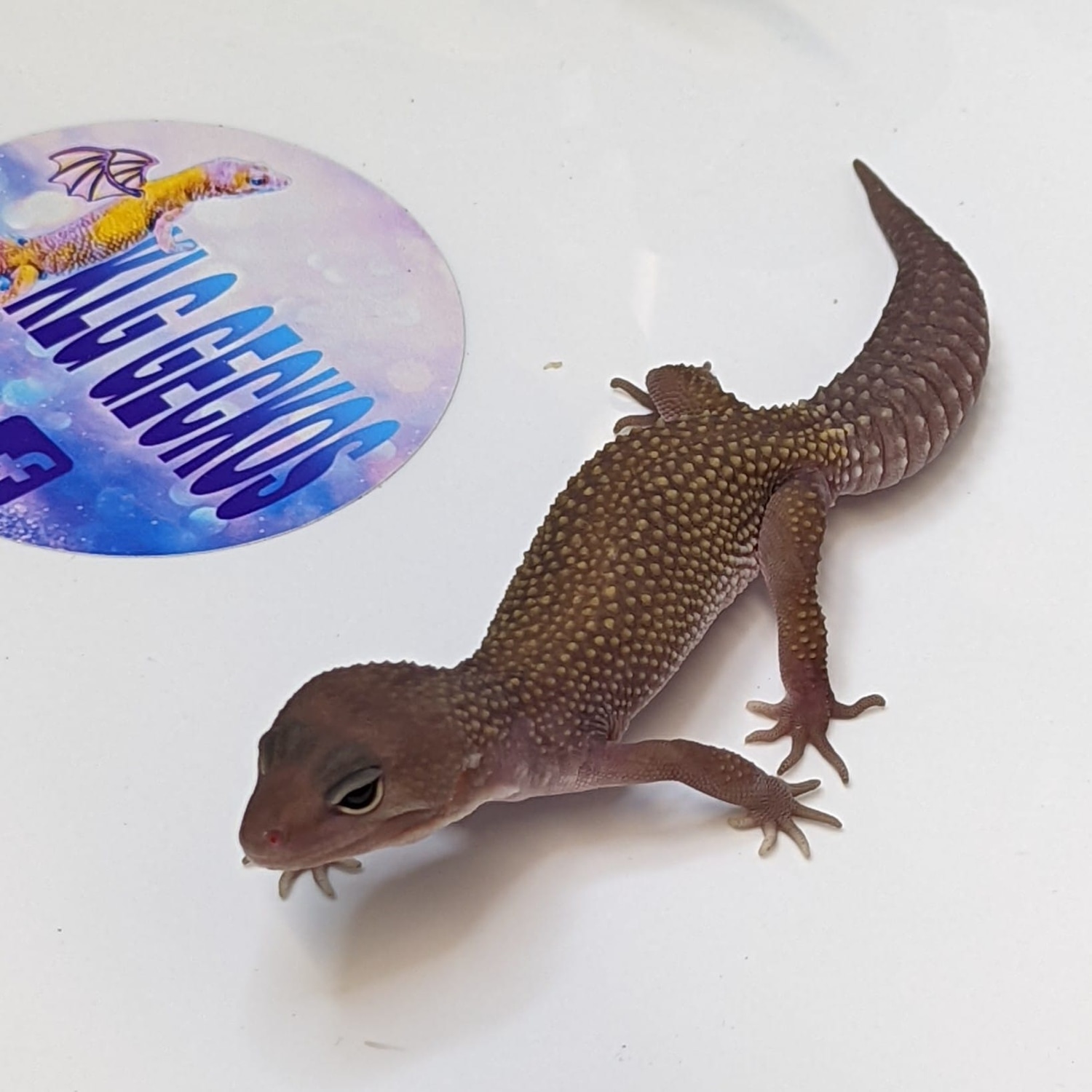 Mack Snow Poss Super Midnight Blizzard Pos Het Tremper Leopard Gecko by ...