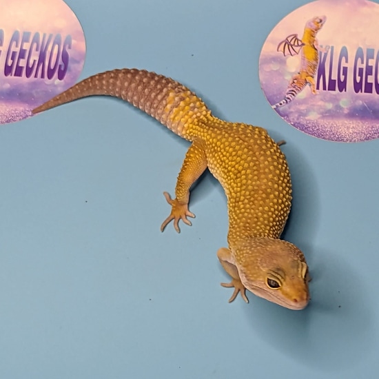 Murphy Patternless Het Tremper Het Blizzard Leopard Gecko by Klggeckos