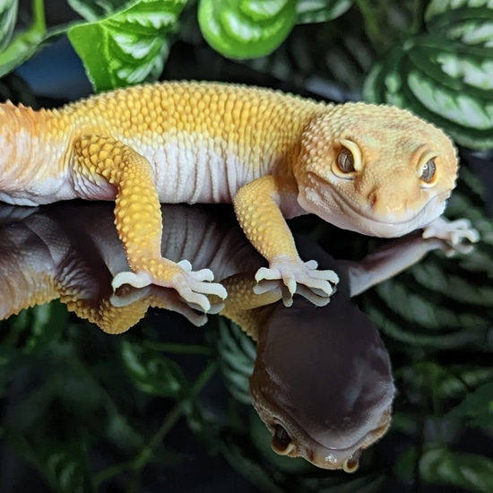 Hybino Het Eclipse Leopard Gecko by Klggeckos