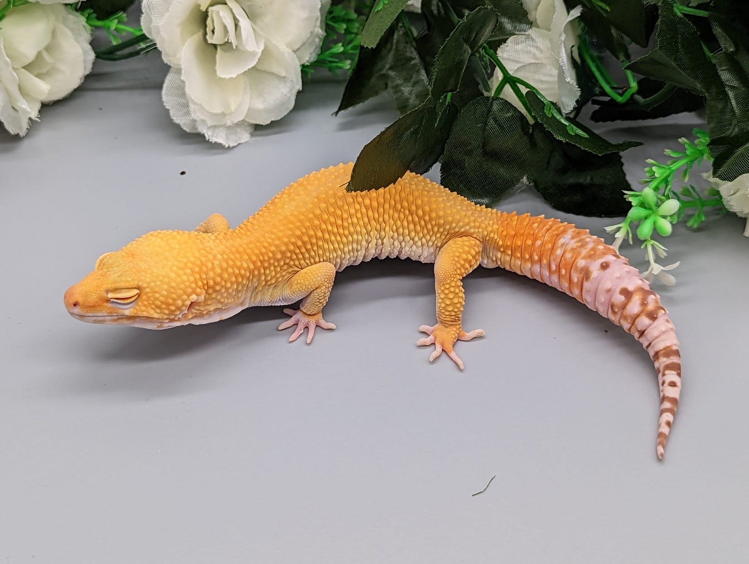 Sunglow Leopard Gecko by Klggeckos - MorphMarket