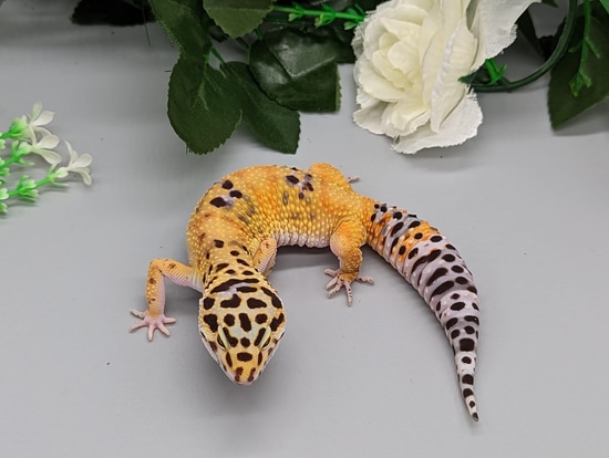 Tangerine Bandit Cross Het Tremper Leopard Gecko by Klggeckos