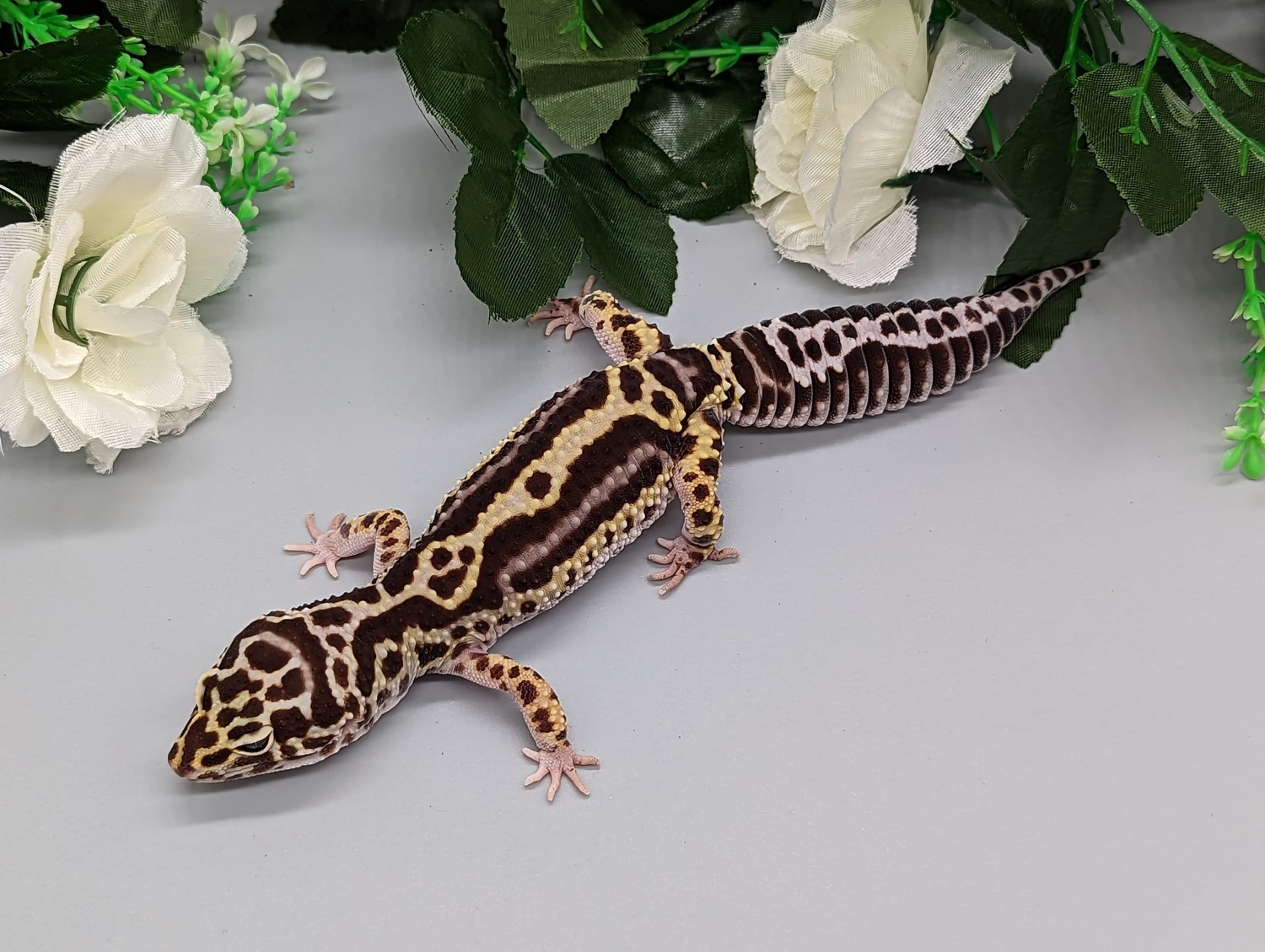 Lavender Mack Snow Bold Stripe Leopard Gecko by Klggeckos - MorphMarket