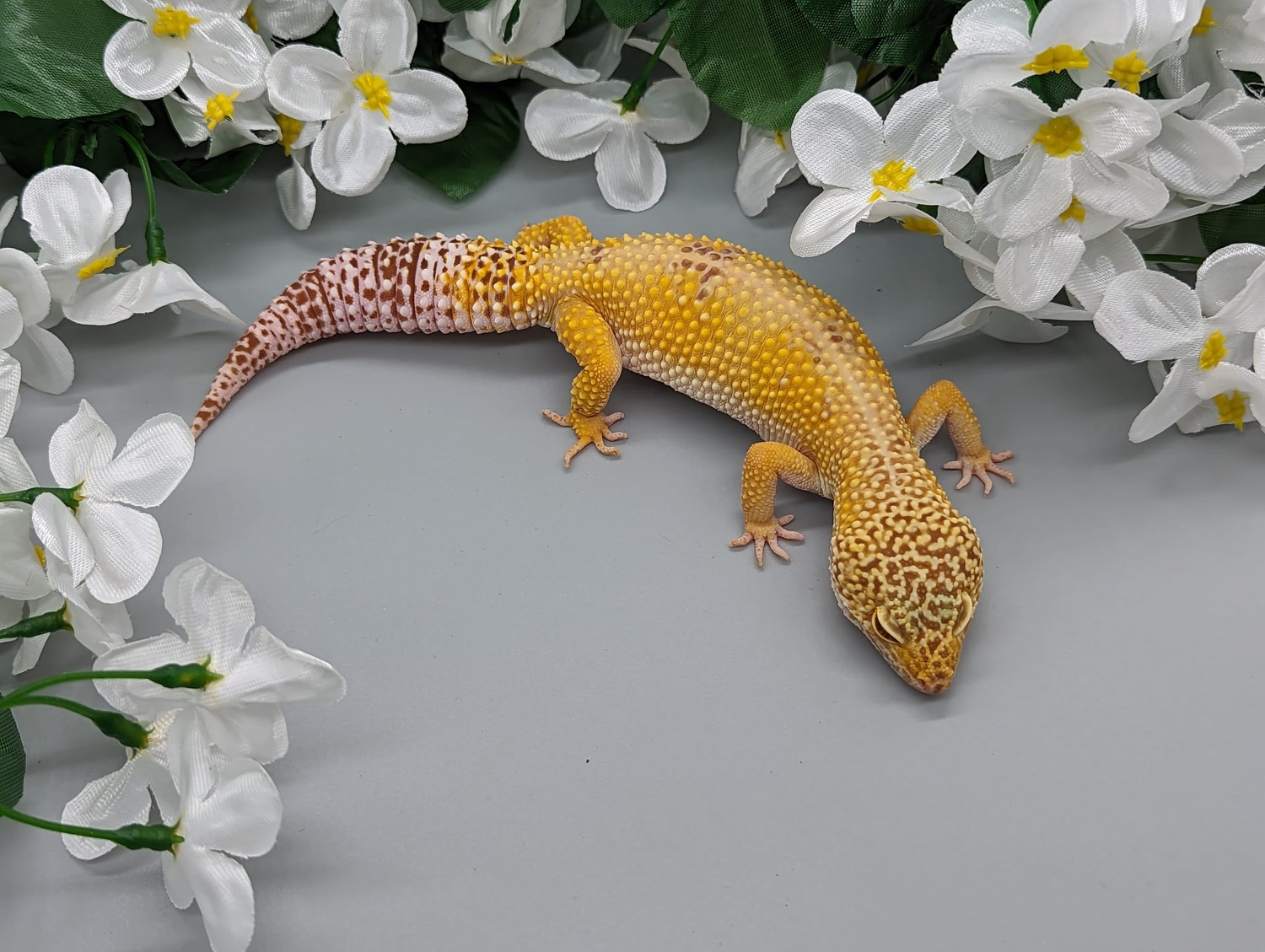 Tremper Het Blizzard Het Murphy Patternless Leopard Gecko by Klggeckos ...