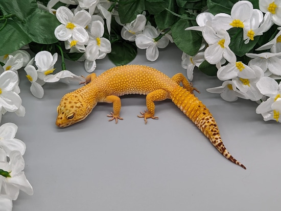 Tremper SHTCT Pos Het Eclipse Leopard Gecko by Klggeckos