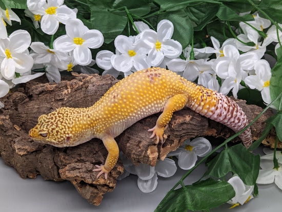 Tremper Het Blizzard Het Murphy Patternless Leopard Gecko by Klggeckos