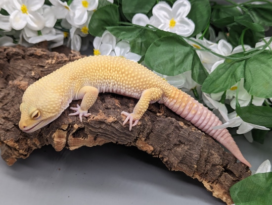 Mack Snow Tremper Murphy Patternless Het Eclipse Leopard Gecko by Klggeckos