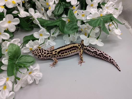 Mack Snow Bold Stripe Lavender 50% Het Tremper POS Het Eclipse Leopard ...