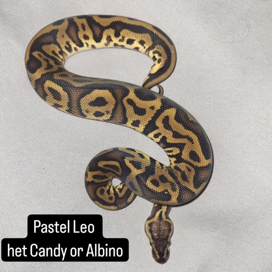 Pastel Leopard Het Candy Or Albino Ball Python by Serotonin Serpents