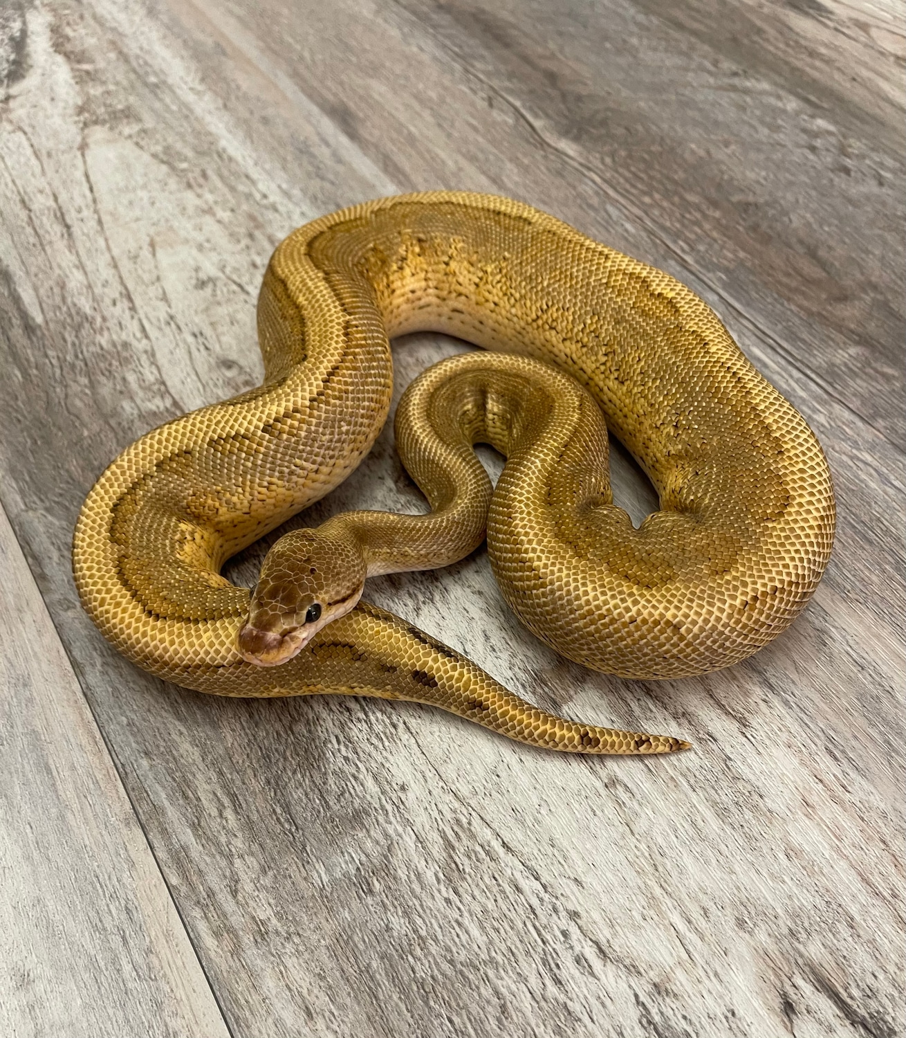 Superstripe (Yellow Belly And Specter) Pinstripe HRA 66% Het Clown Ball ...