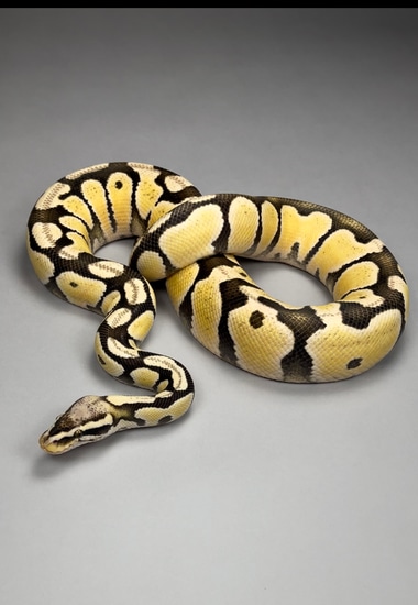 Pastel Desert Ghost Proven Breeder Ball Python by The Python Gallery