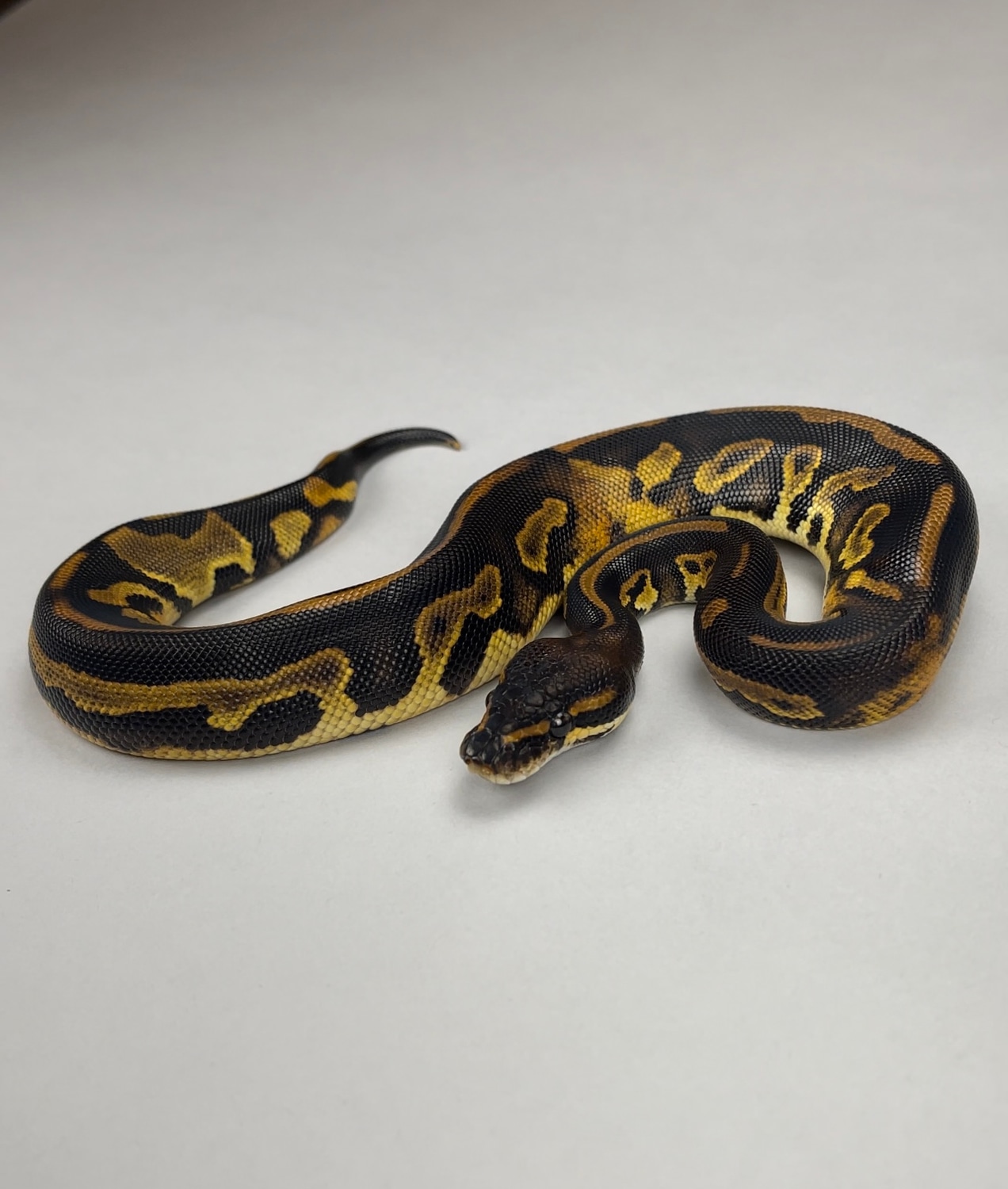 Black Head Leopard Cinnamon 50% Het Pied Ball Python by The Python ...