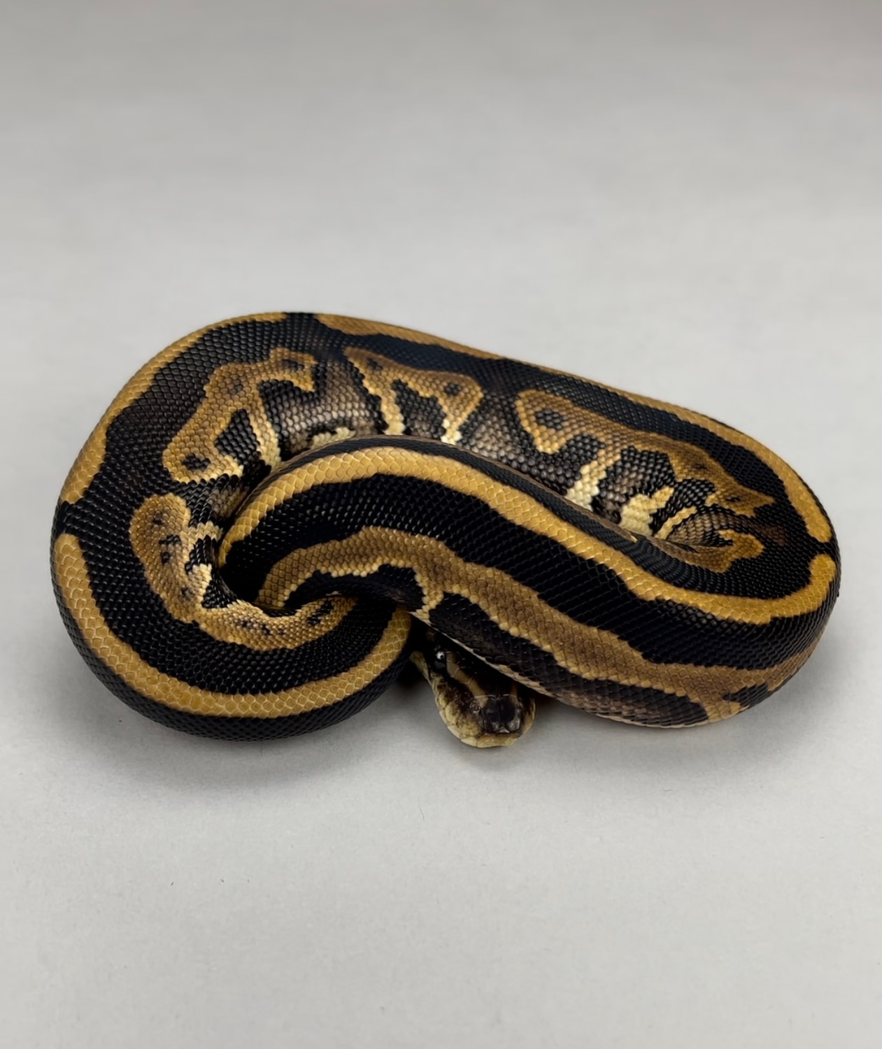 Leopard Cinnamon 50% Het Pied Ball Python by The Python Gallery ...