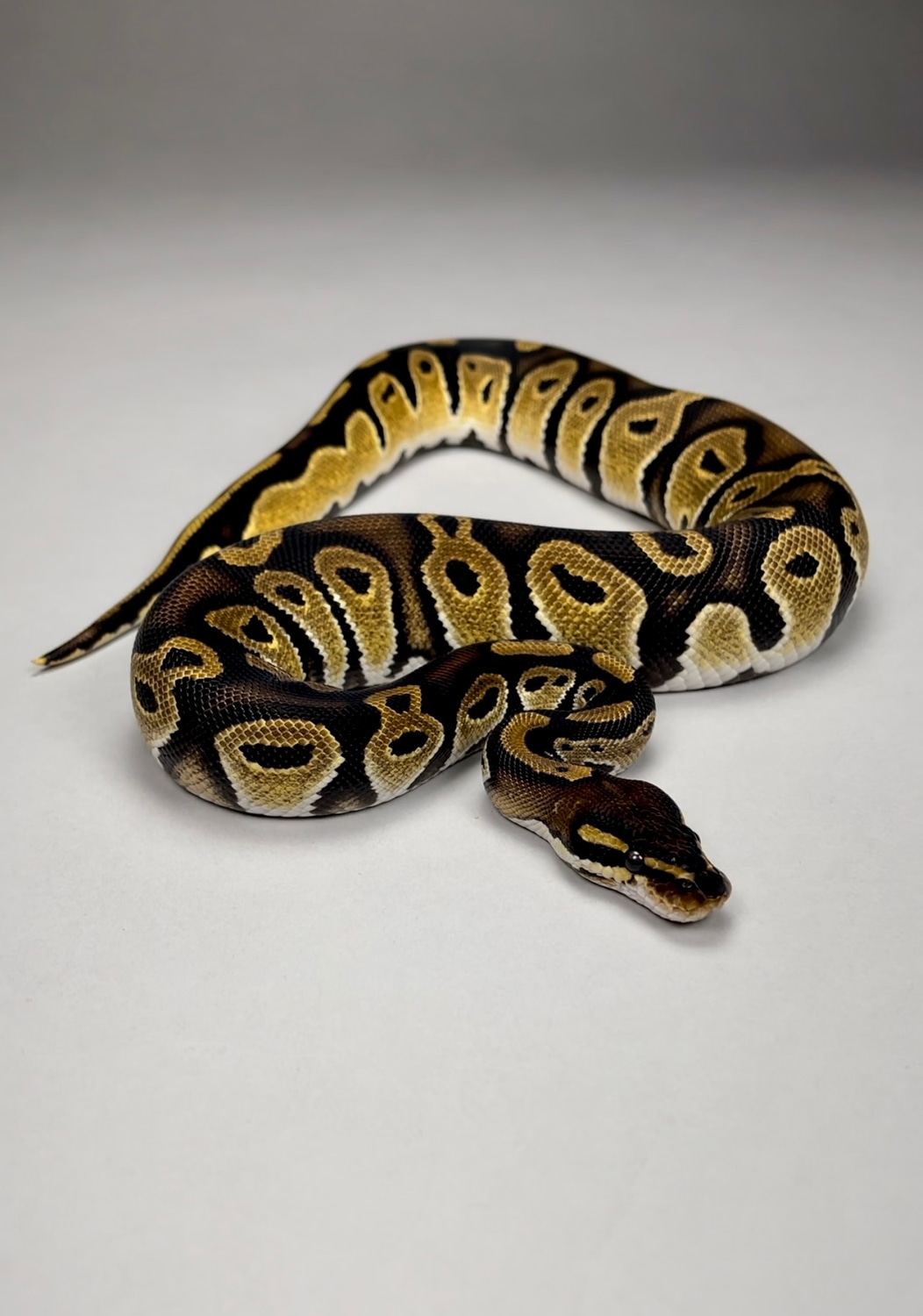 Black Head Orange Dream Ball Python by The Python Gallery - MorphMarket