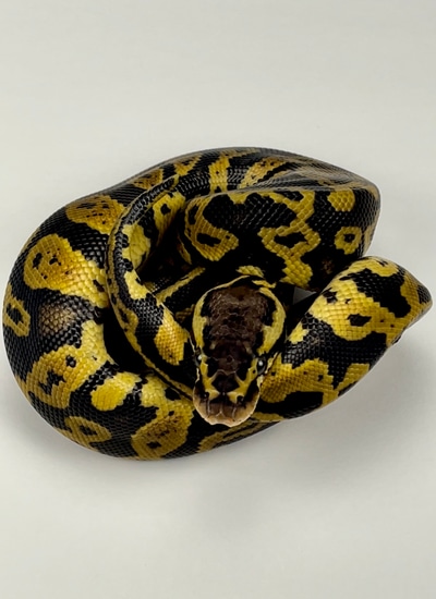 Acid Firefly Het Clown Ball Python by The Python Gallery