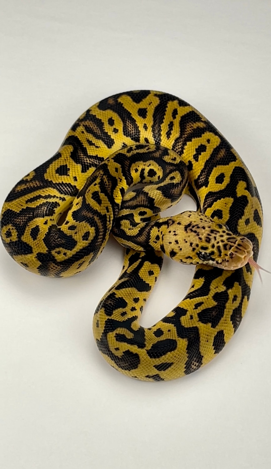 The Python Gallery's Collection - MorphMarket