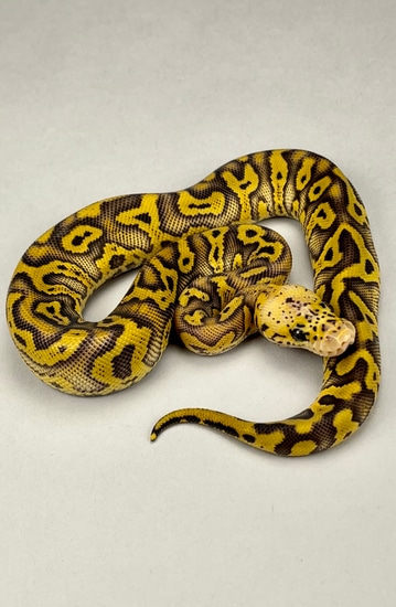 Acid Firefly Mojave Clown Worlds First Ball Python By The Python Gallery