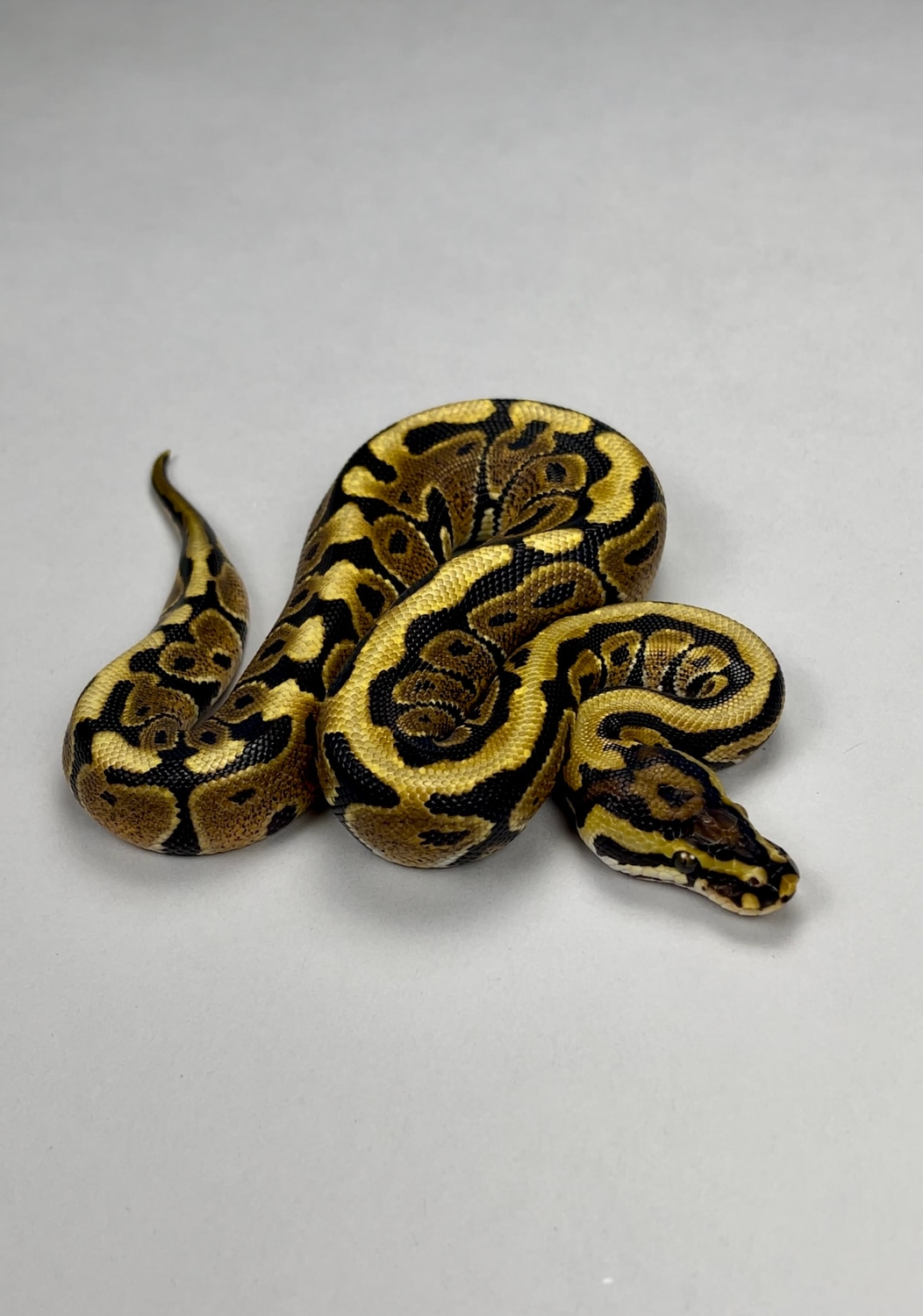 Spotnose Het Clown Ball Python by The Python Gallery - MorphMarket