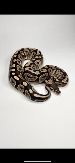 Mojave VPI Axanthic RTB Ball Python by The Python Gallery