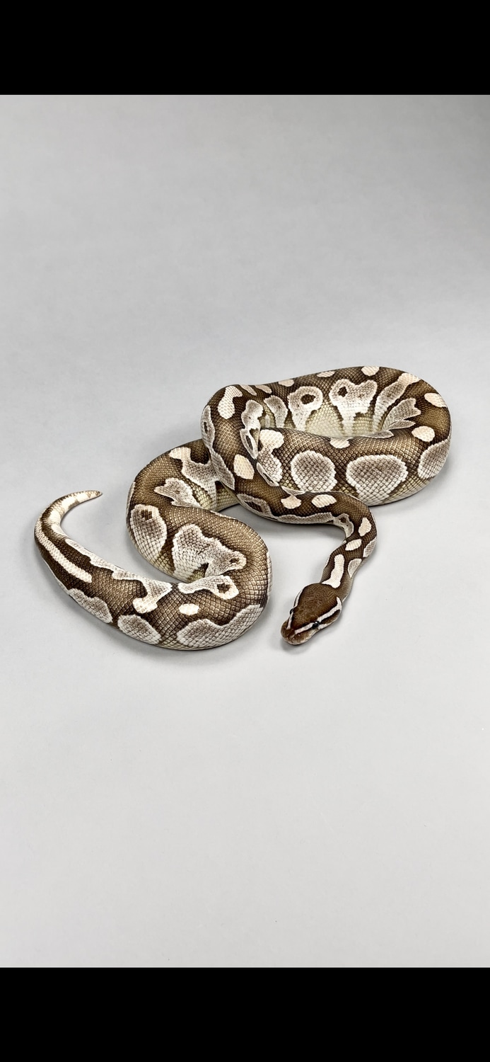 RTB Lesser VPI Axanthic Male Ball Python by The Python Gallery ...