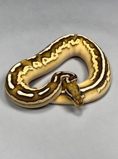 Super OD Yellow Belly Black Pastel Hypo Het Lavender Ball Python by The ...
