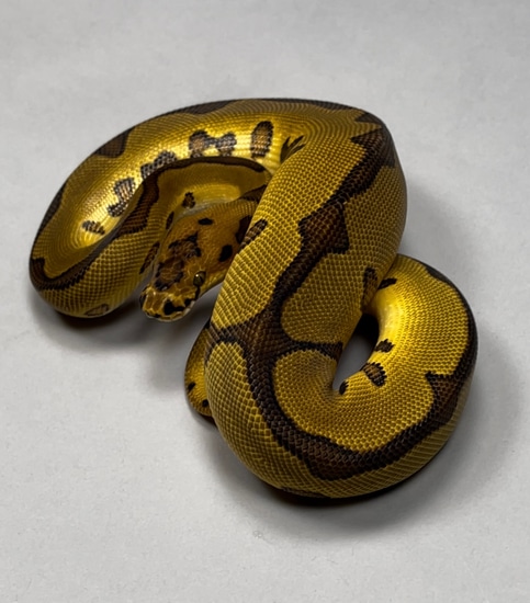 Orange Dream Leopard Clown Ball Python by The Python Gallery