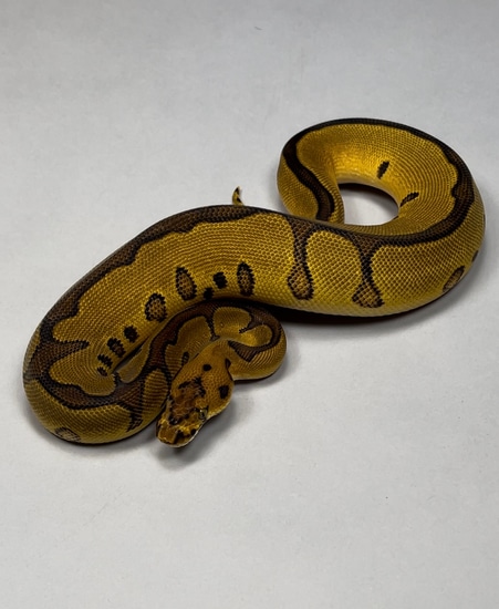 Orange Dream Leopard Clown Ball Python by The Python Gallery