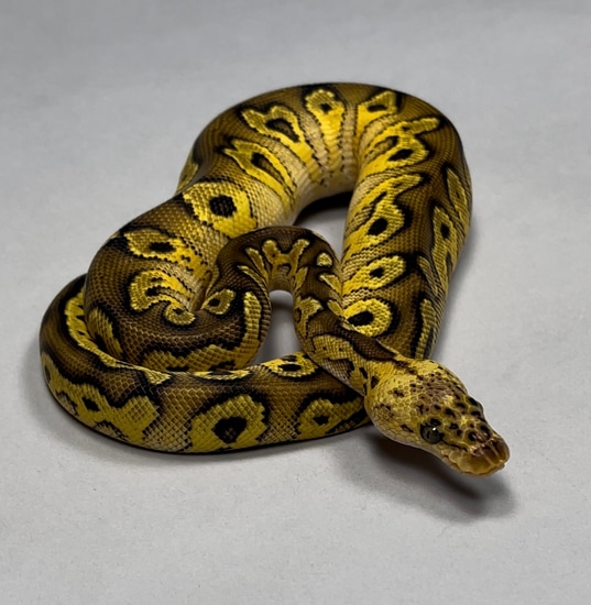 Wookie Orange Dream Pastel Clown Ball Python by The Python Gallery