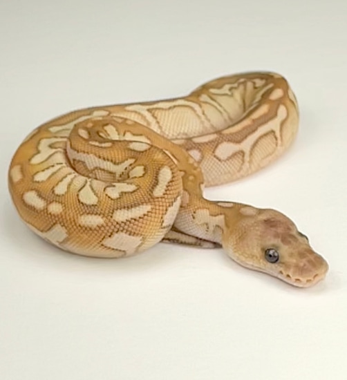 Lesser Pompeii Pos Het G-Stripe Ball Python by The Python Gallery