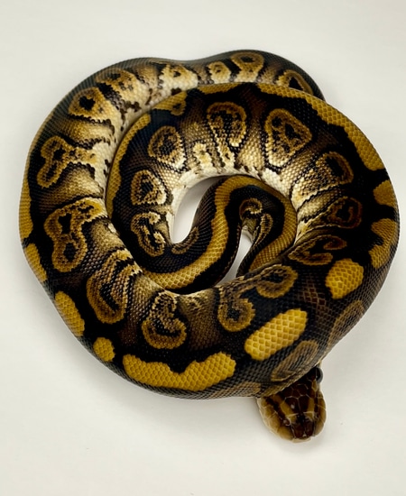Wookie Red Stripe Het Clown Ball Python by The Python Gallery