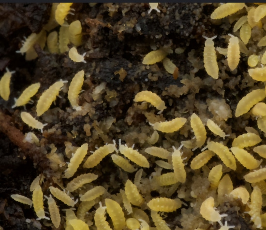 Yellow Springtails - Ceratophysella Sp "yellow Albino" 50+ Count More ...