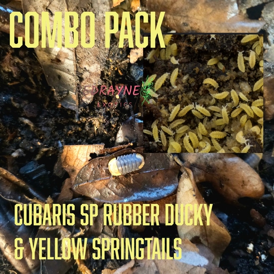 Cubaris Sp Rubber Ducky & Yellow Springtails Combo Pack Isopod by ...