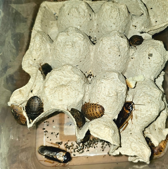 Adult Dubia Roaches Cockroach by RedRayne Exotics