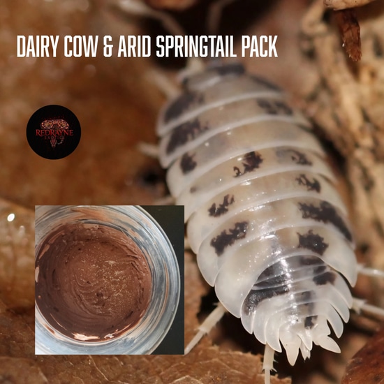 Dairy Cow & Arid Springtail Combo Isopod by RedRayne Exotics