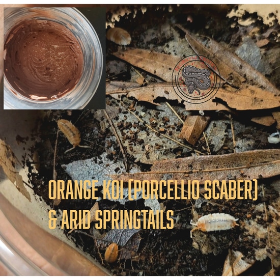 *Combo Pack* Porcellio Scaber Orange Koi & Arid Springtails Combo Isopod by RedRayne Exotics