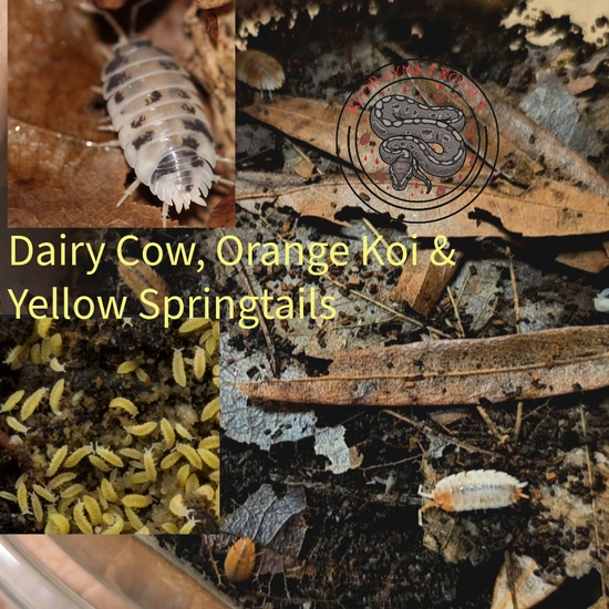 *Trio* Dairy Cow, Orange Koi & Yellow Springtails Isopod by RedRayne ...