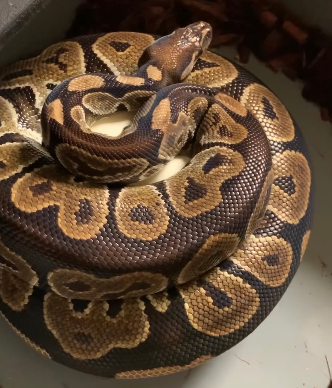 Ball Python Clutch: 23-4-30 by Saginaw Snakes - MorphMarket