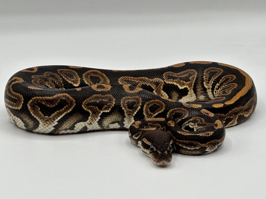 Petunia Ball Python by Saginaw Snakes