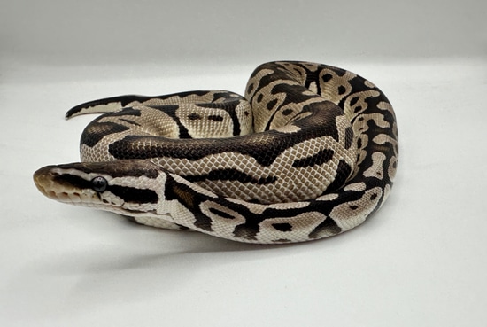 Ash Ball Python by Saginaw Snakes