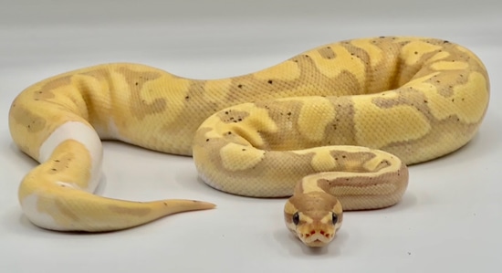 Banana Bread Ball Python by Saginaw Snakes