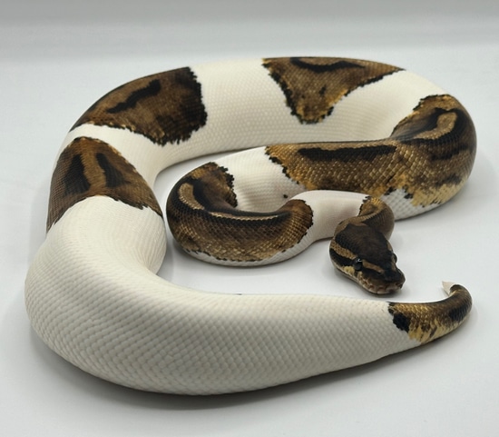 Candy Ball Python by Saginaw Snakes