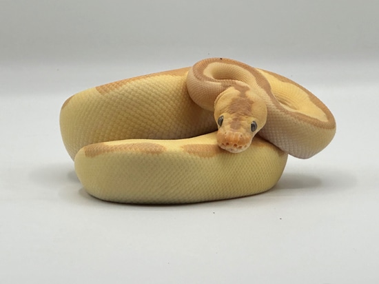 Cheeto Ball Python by Saginaw Snakes