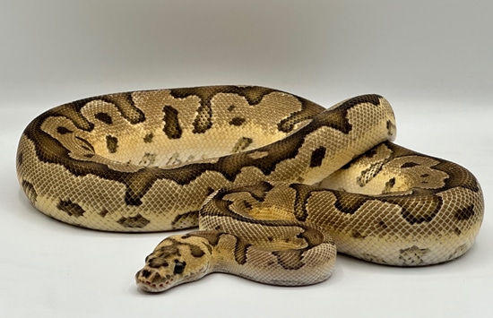 Cinder Ball Python by Saginaw Snakes