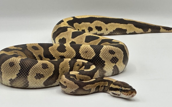 Fuego Ball Python by Saginaw Snakes